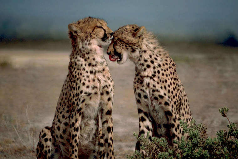 El guepardo | Árbol ABC