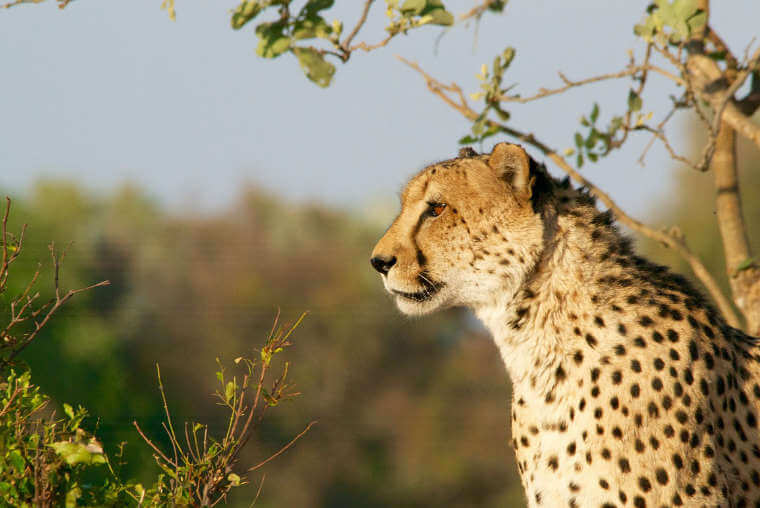 El guepardo | Árbol ABC