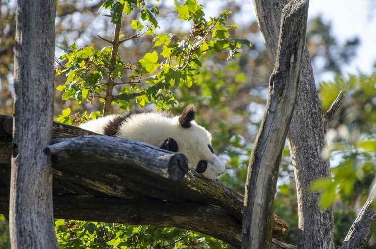 El oso panda gigante | Árbol ABC