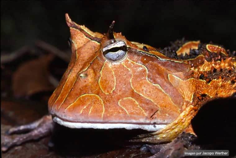 La rana cornuda de Surinam | Árbol ABC