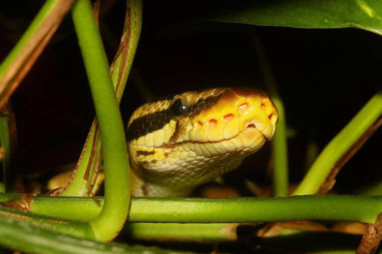 Las serpientes | Árbol ABC