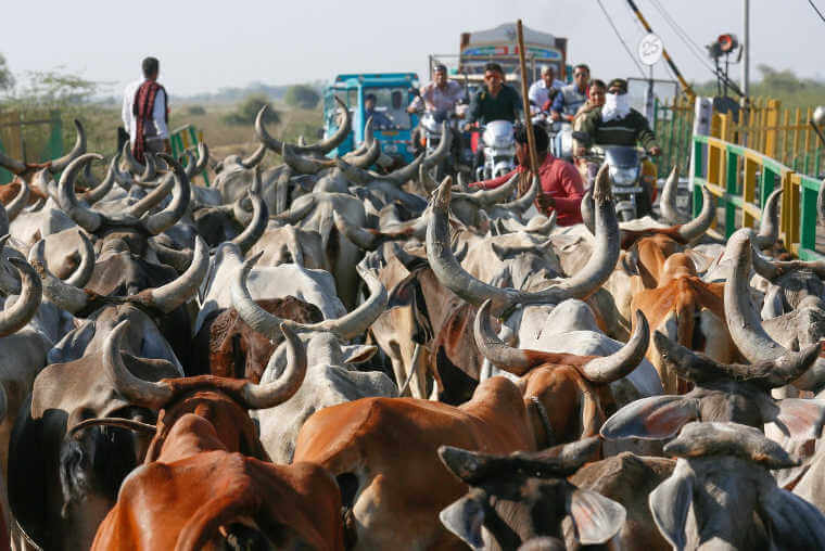 La vaca y el toro | Árbol ABC